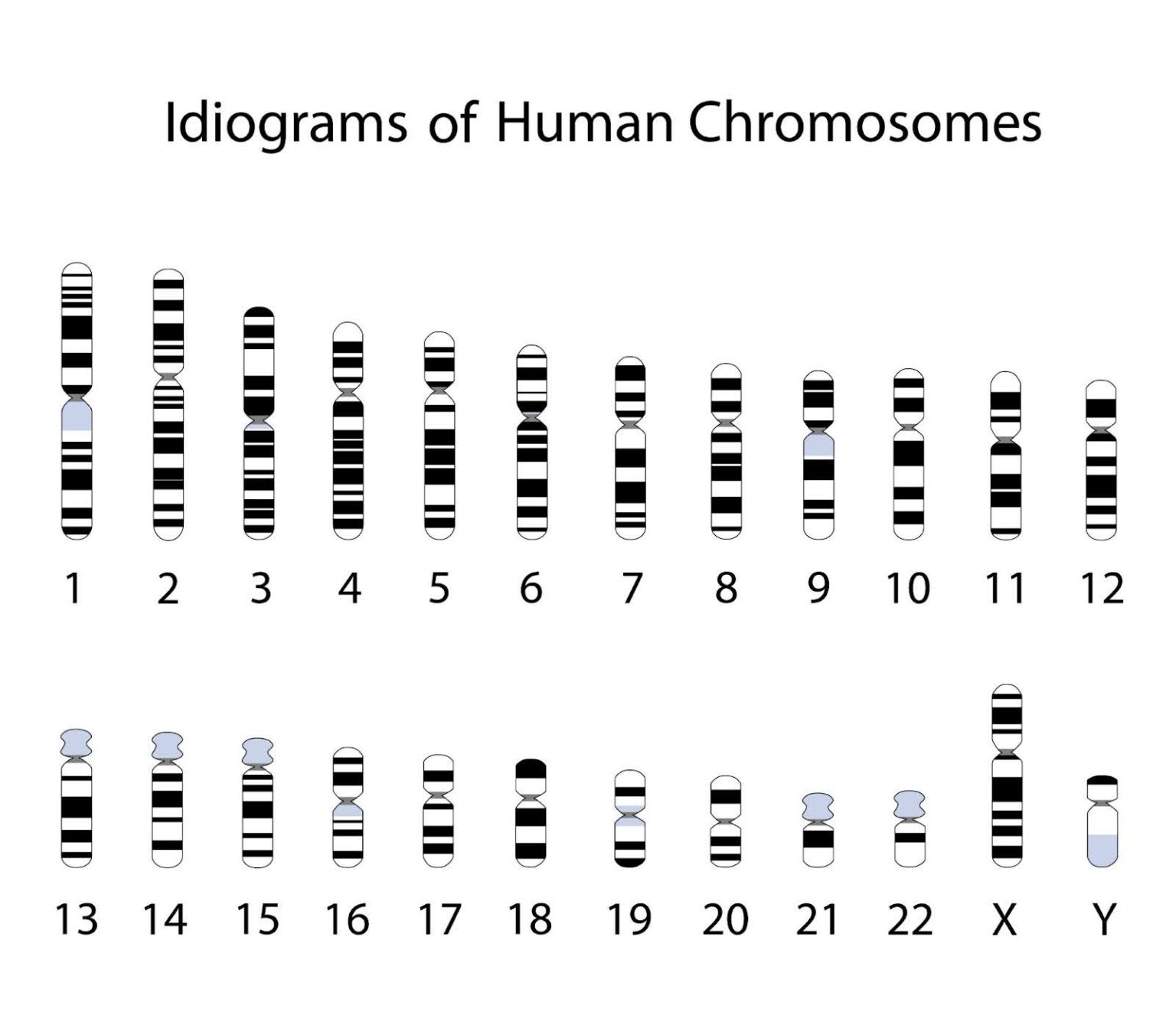 Understanding Genetics - Chromosome 22 Central